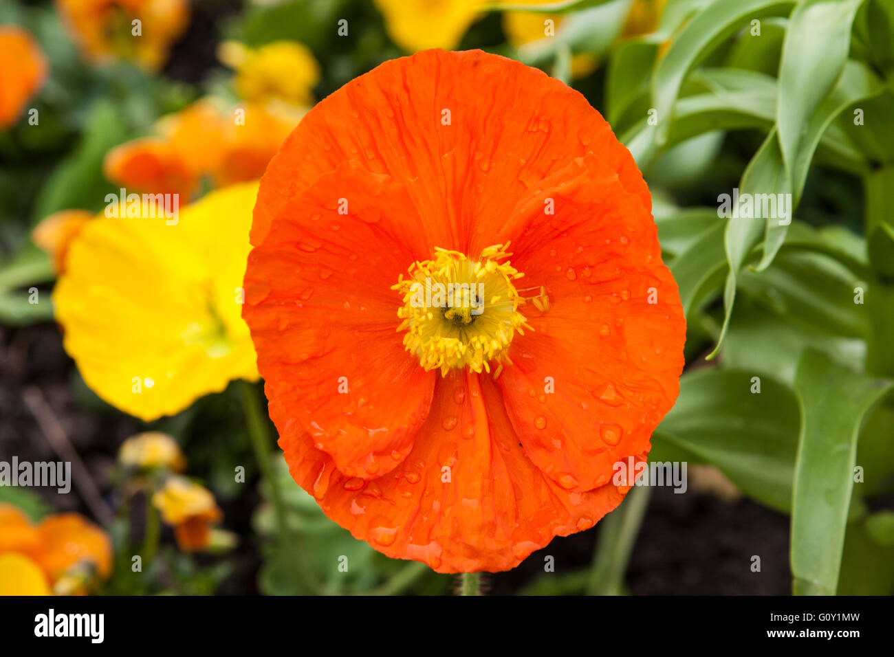 Papaveraceae Papaver Nudicaule Stock Photo - Alamy