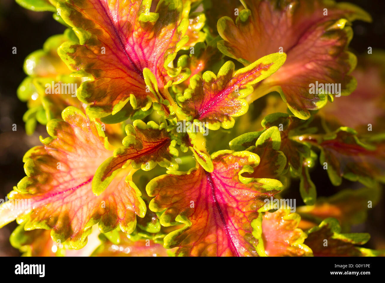 Coleus red plant hi-res stock photography and images - Alamy