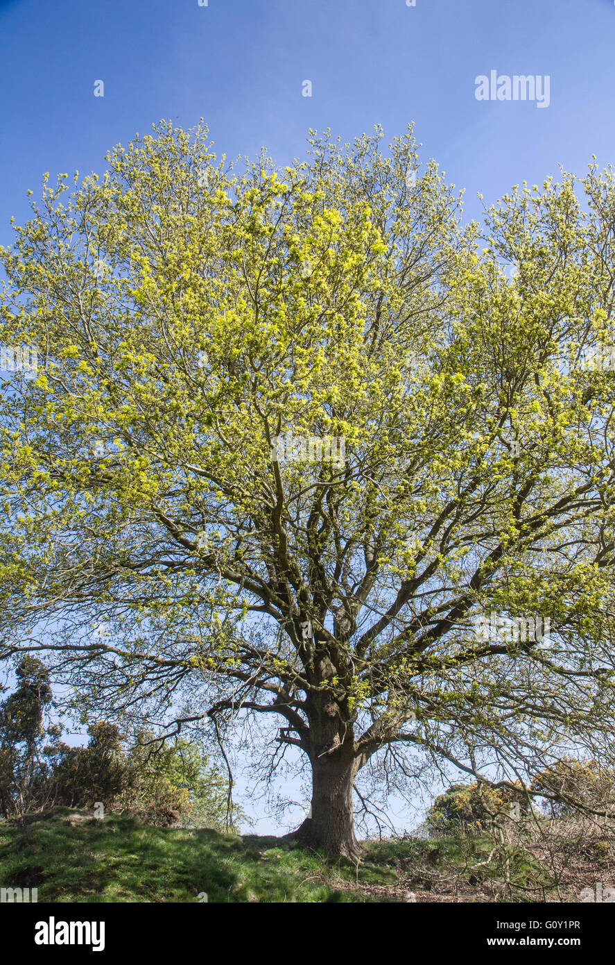 Oak tree canopy in spring Stock Photo - Alamy
