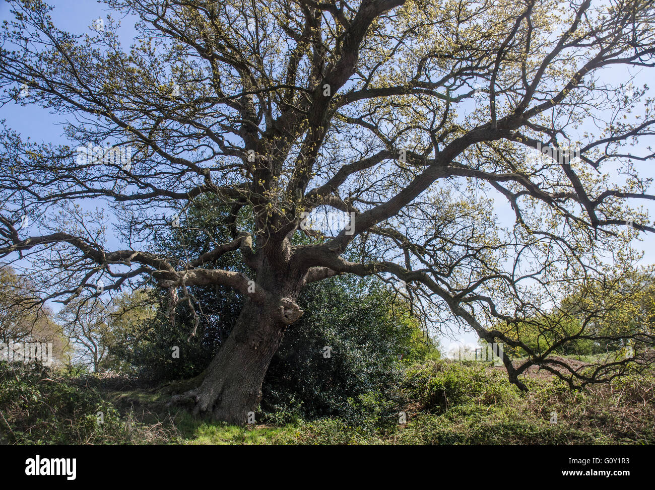 Ancient English Oak tree in spring Stock Photo - Alamy