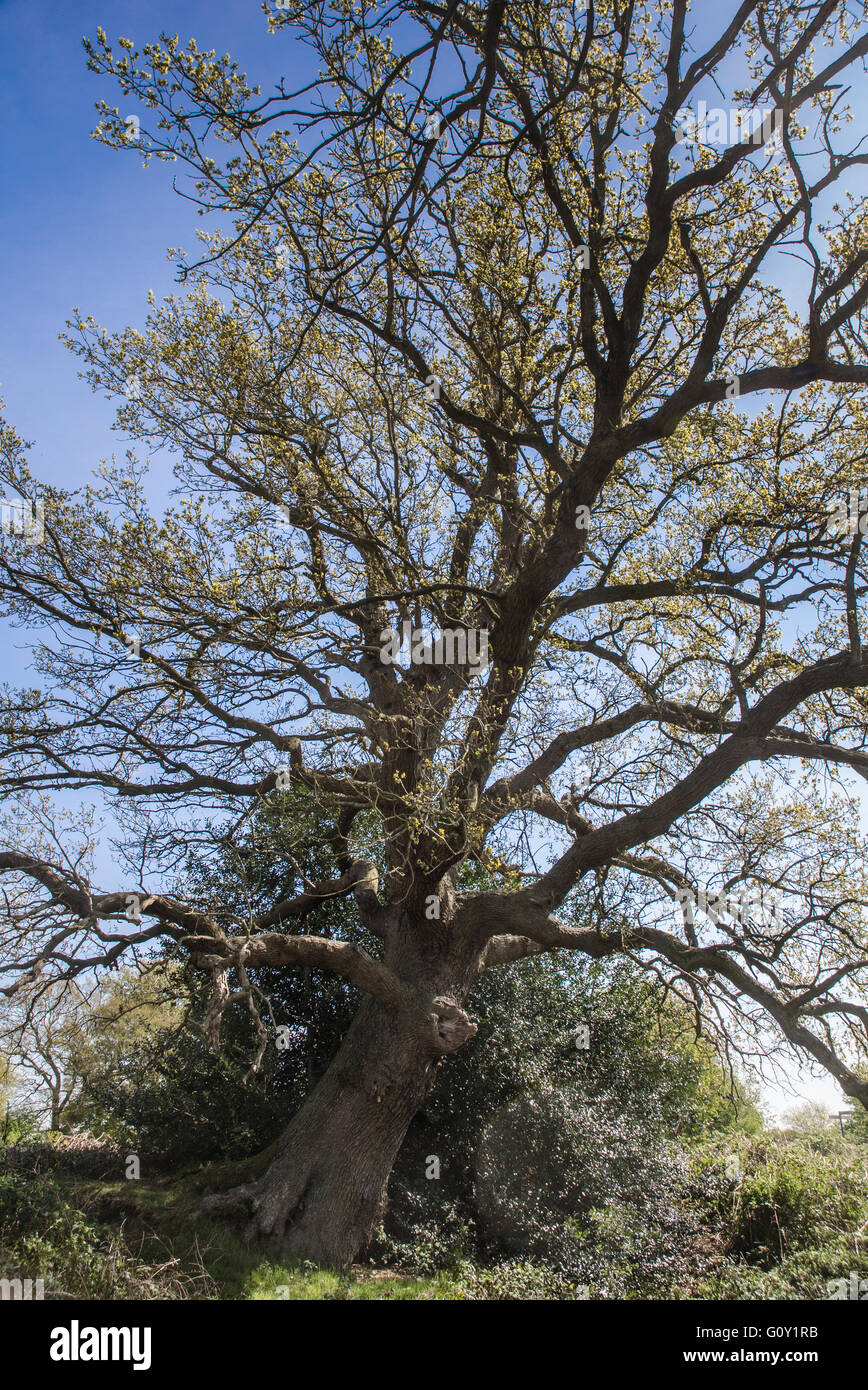 English oak tree in hi-res stock photography and images - Alamy