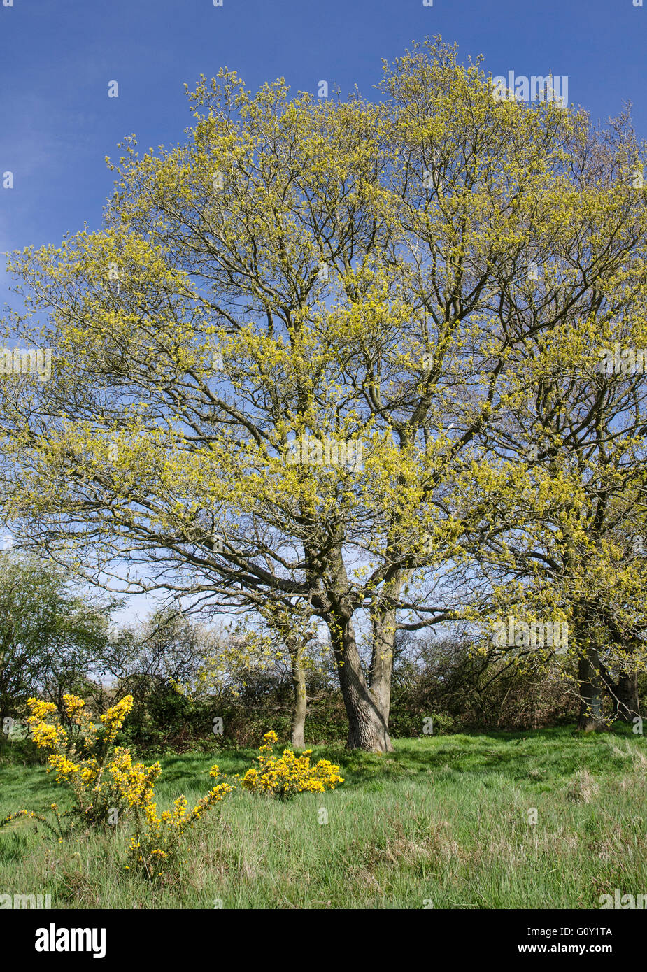 Birch tree flowers hi-res stock photography and images - Alamy