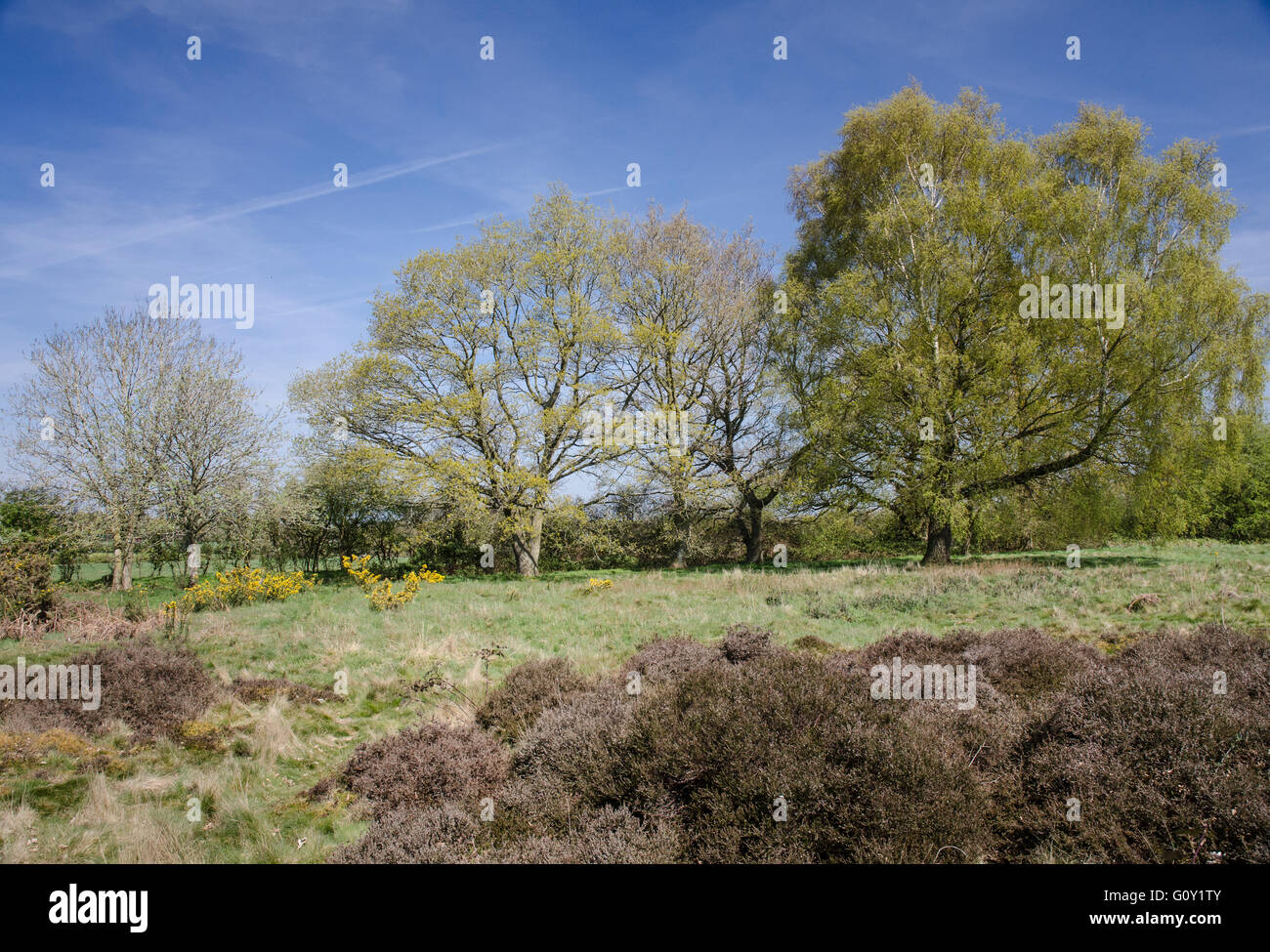 Rowan oak hi-res stock photography and images - Alamy