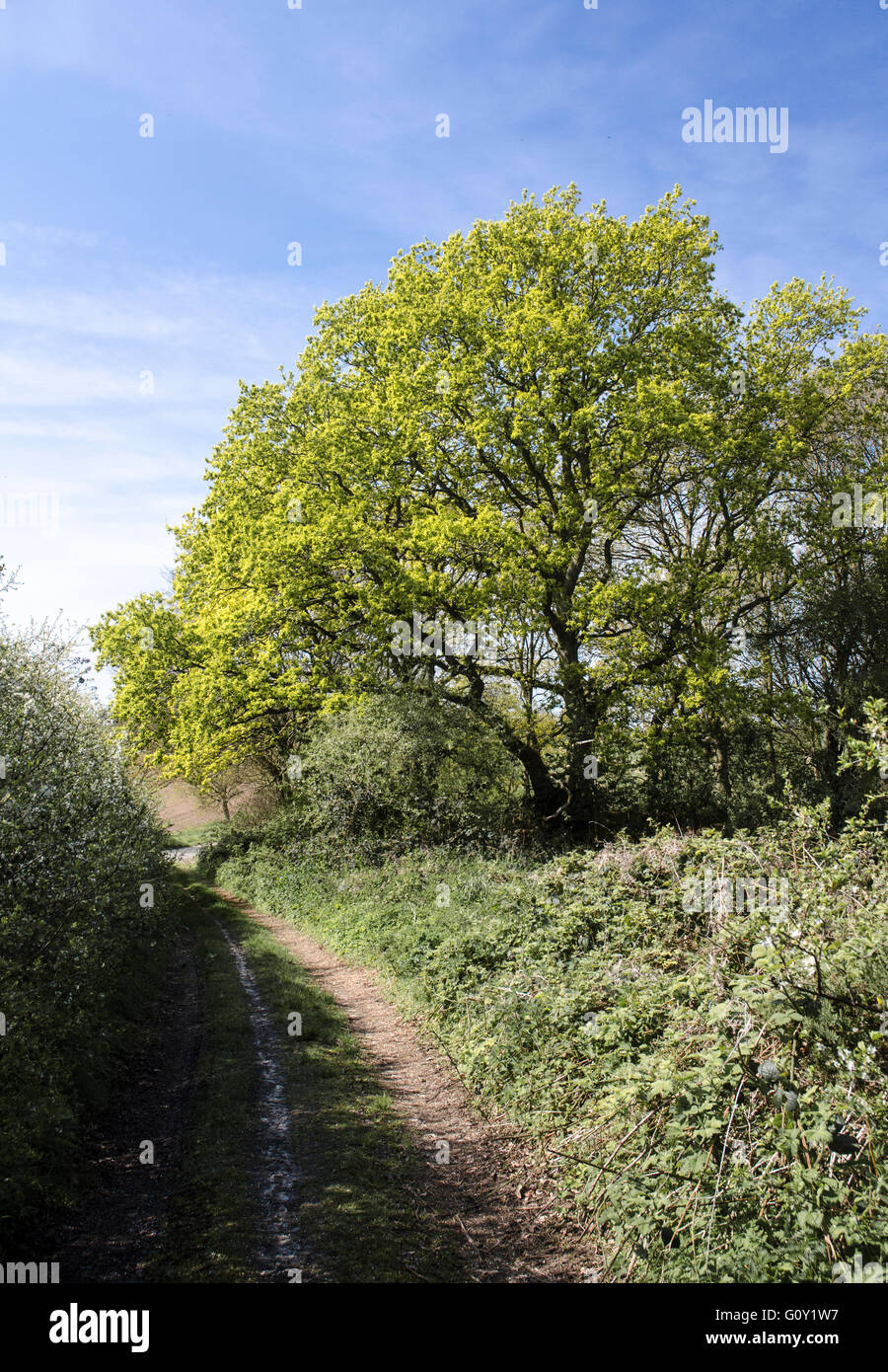 Country track and Oak tree Stock Photo - Alamy