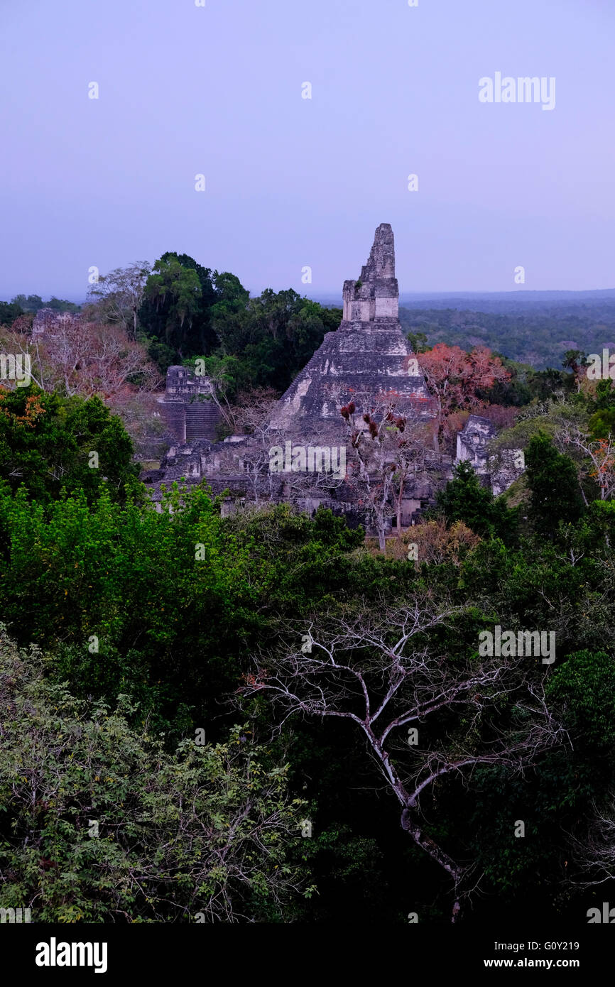 View of the jungle and ancient Mayan stepped pyramid temples at the ...