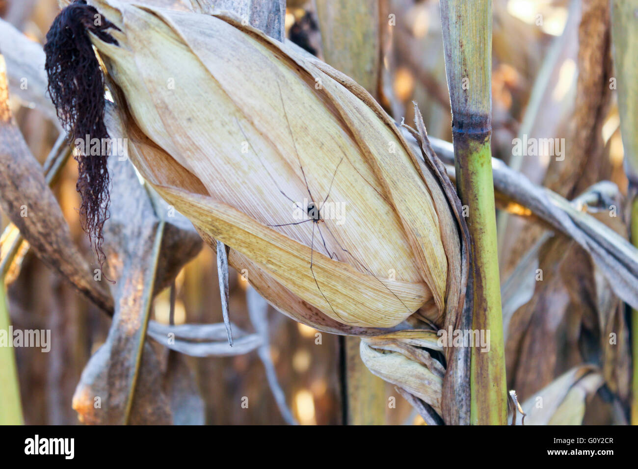 Harvest Spider High Resolution Stock Photography and Images - Alamy
