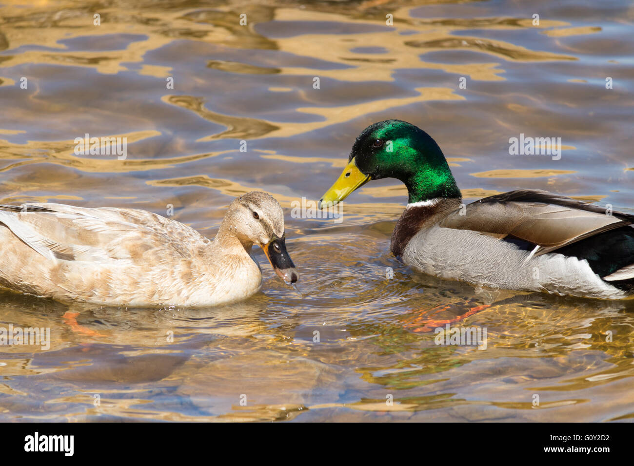 Pair of mallards Stock Photo - Alamy