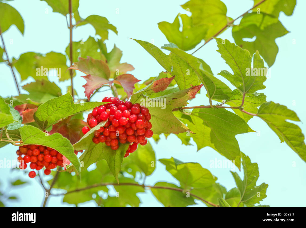 Bunches of red viburnum on the bush Stock Photo - Alamy