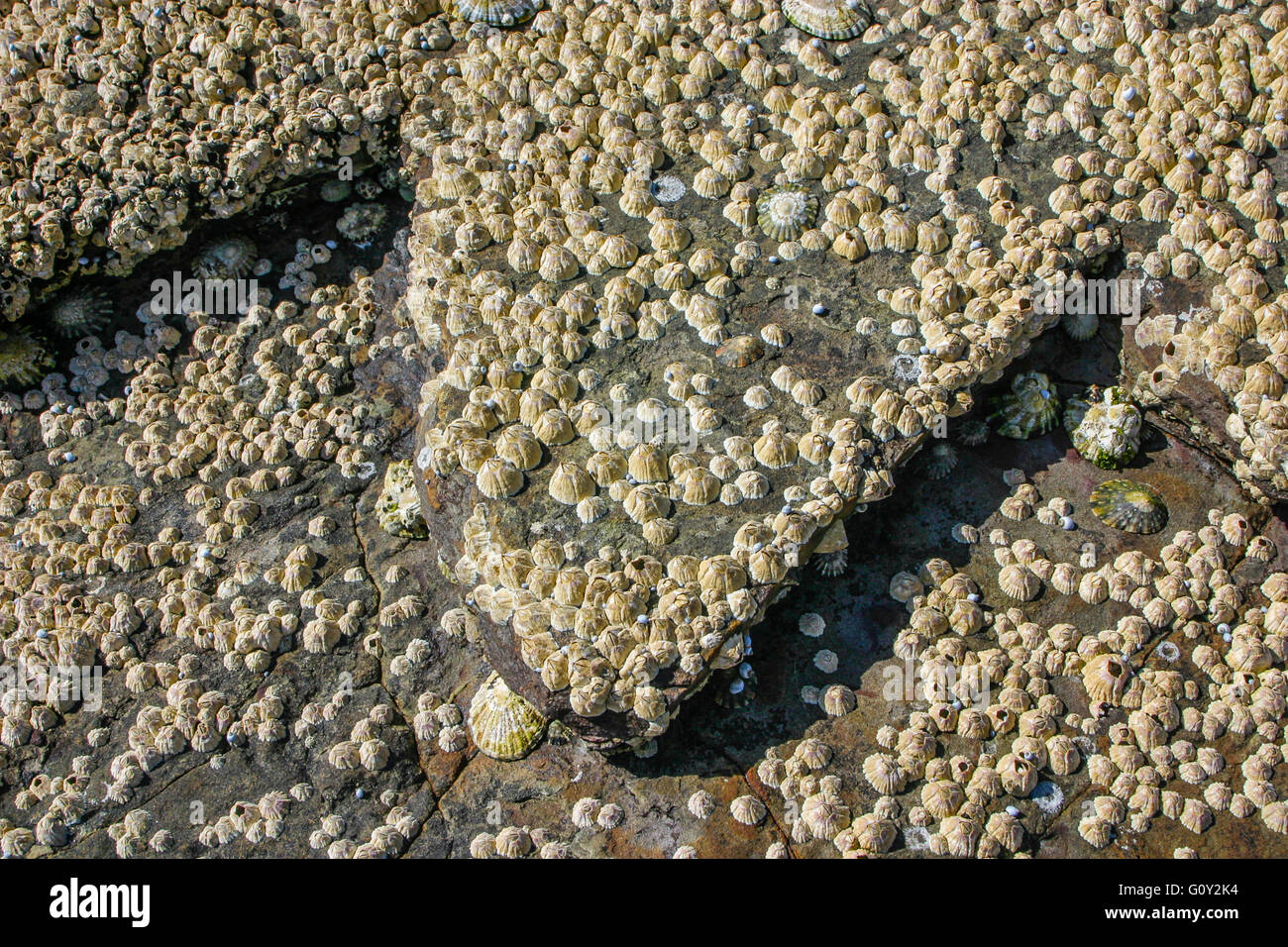 Mulluscs hi-res stock photography and images - Alamy
