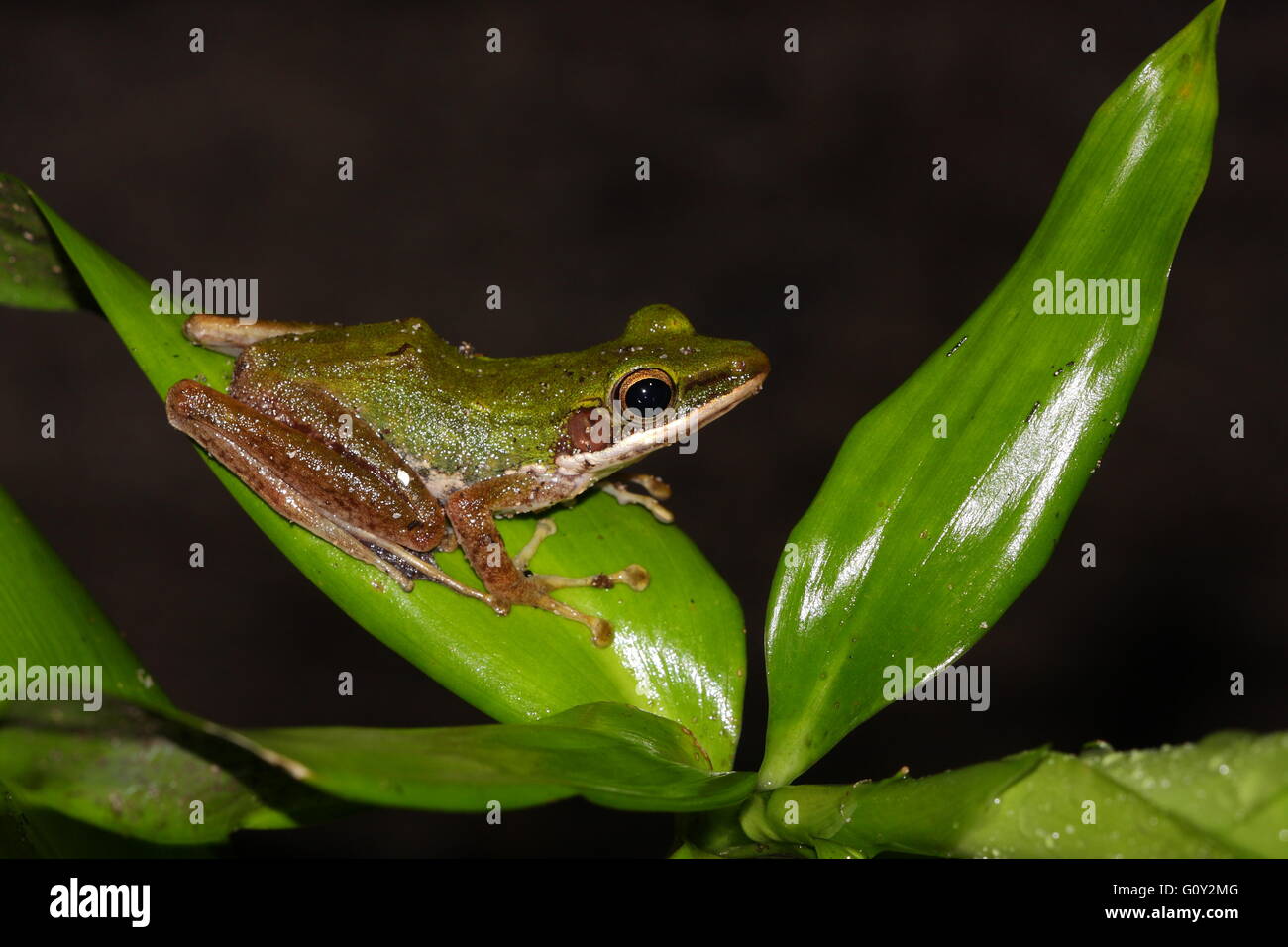 View of the frog Stock Photo - Alamy
