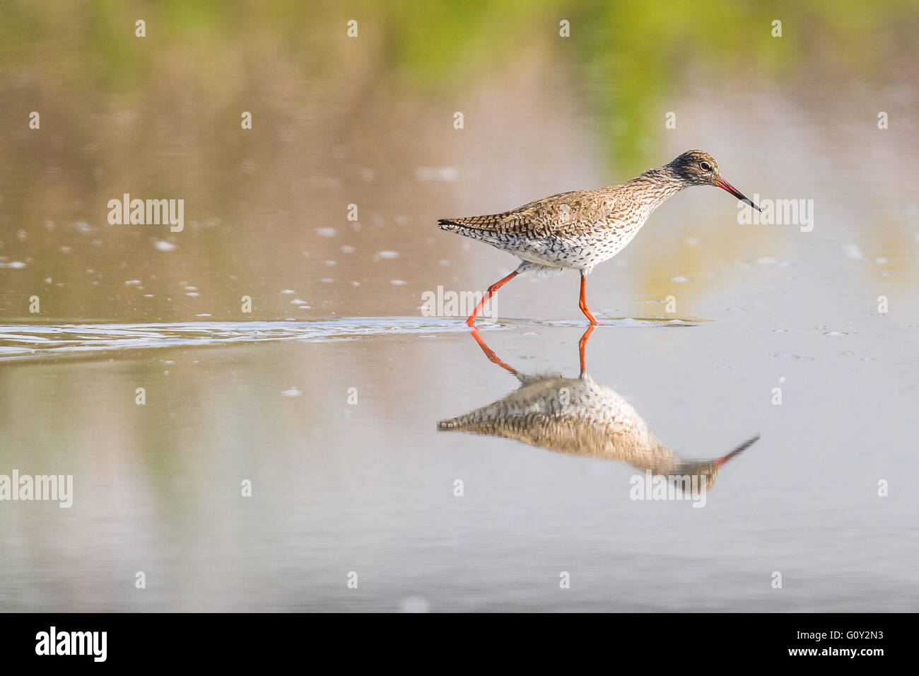 Female ruff reflecting on the blue water of a pond Stock Photo - Alamy