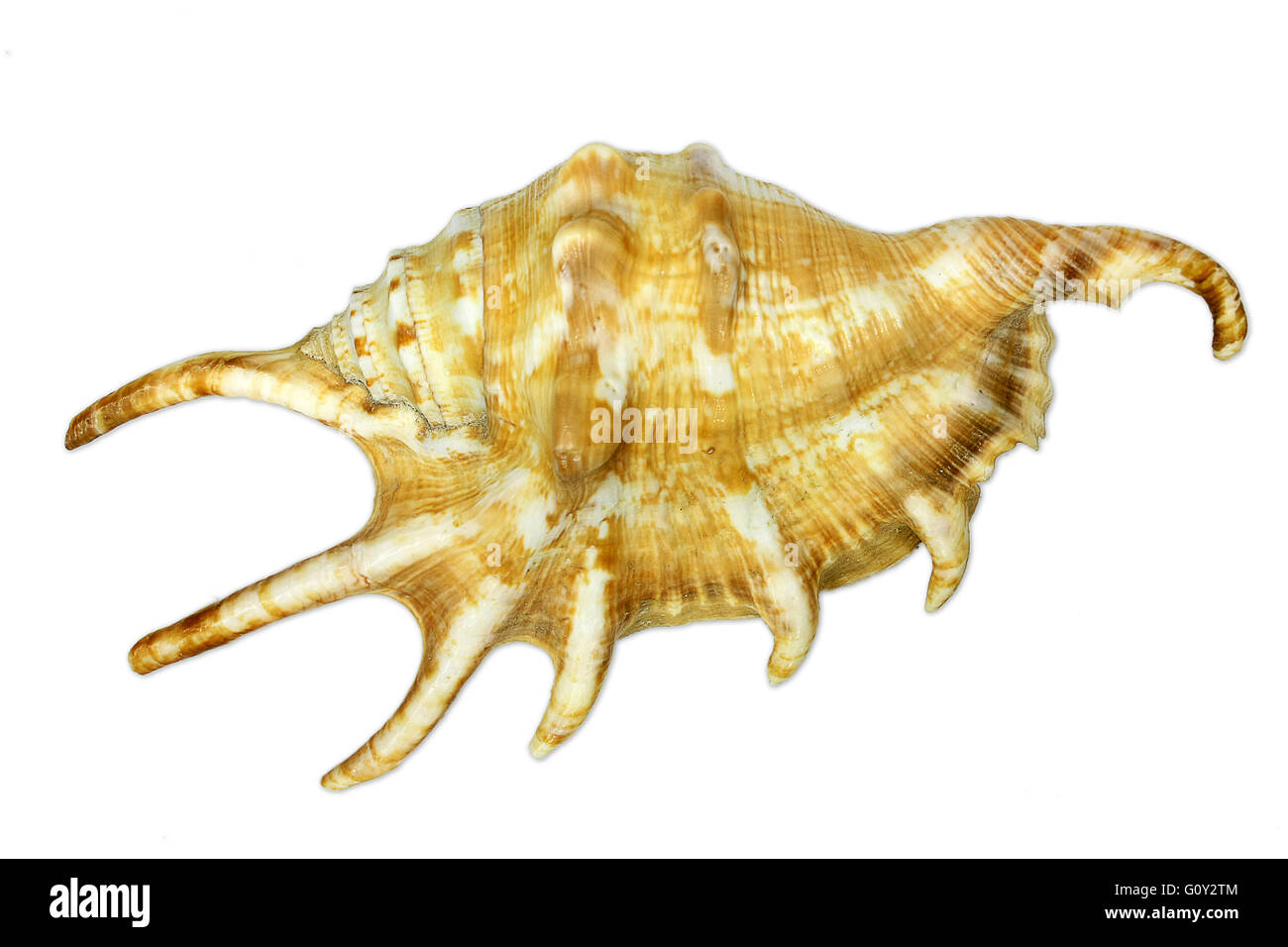 Sea water snail hi-res stock photography and images - Alamy