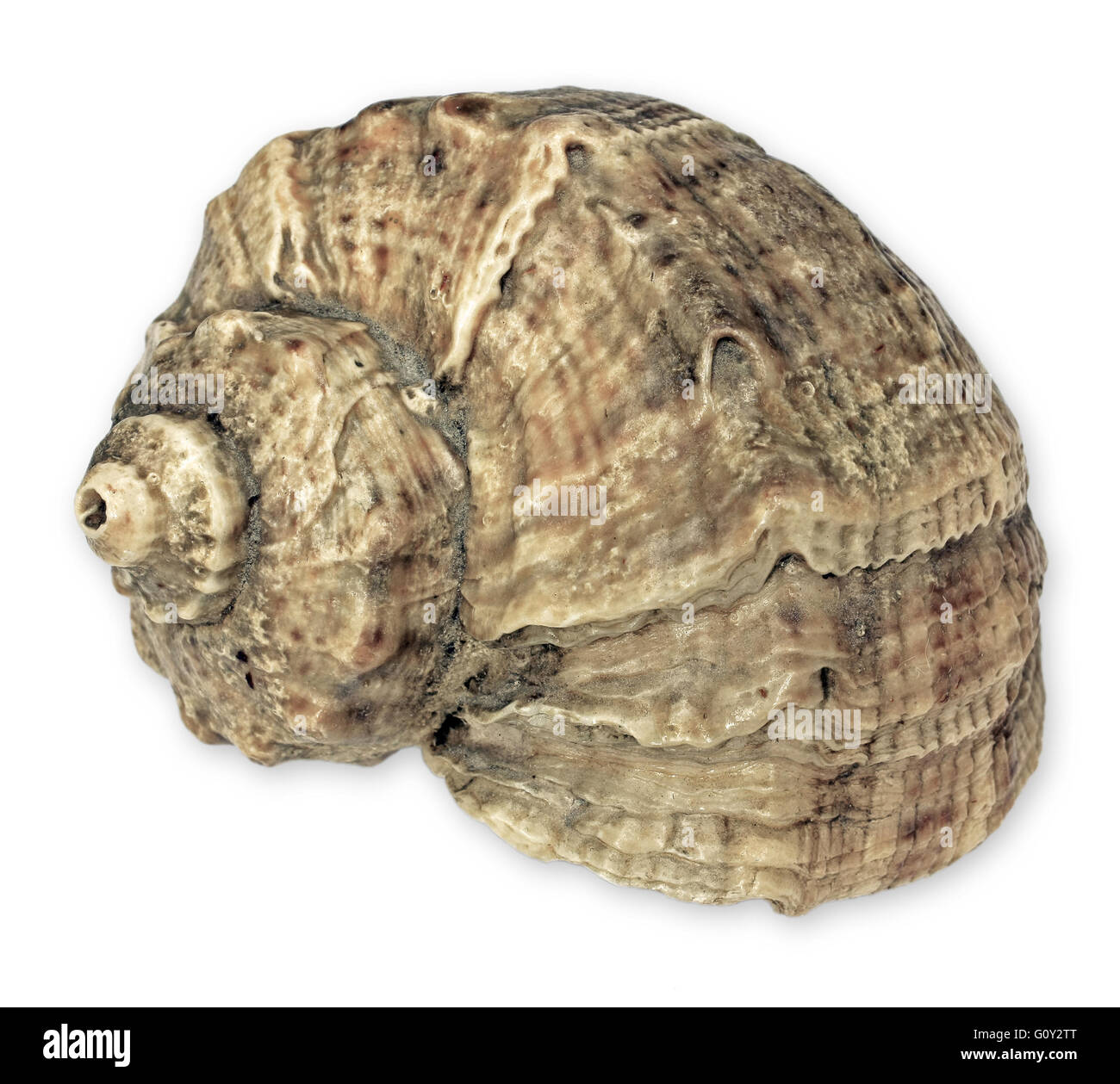 Sea snail with spiral isolated on white background Stock Photo - Alamy