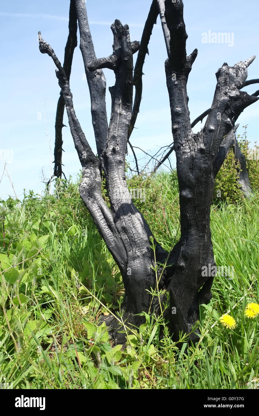 Burnt and twisted trees after a hedgerow fire, with new growth starting ...