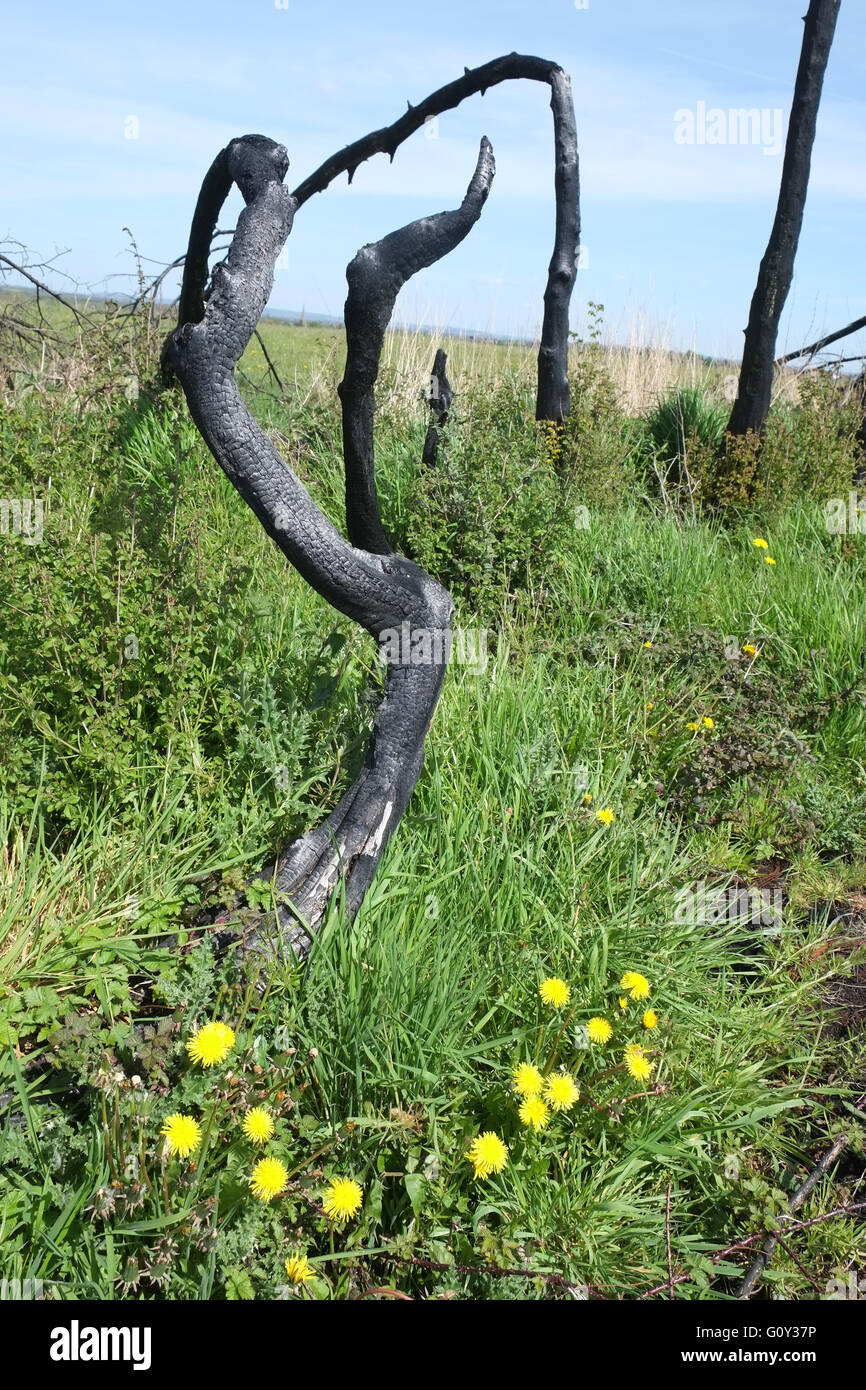 Burnt and twisted trees after a hedgerow fire, with new growth starting ...