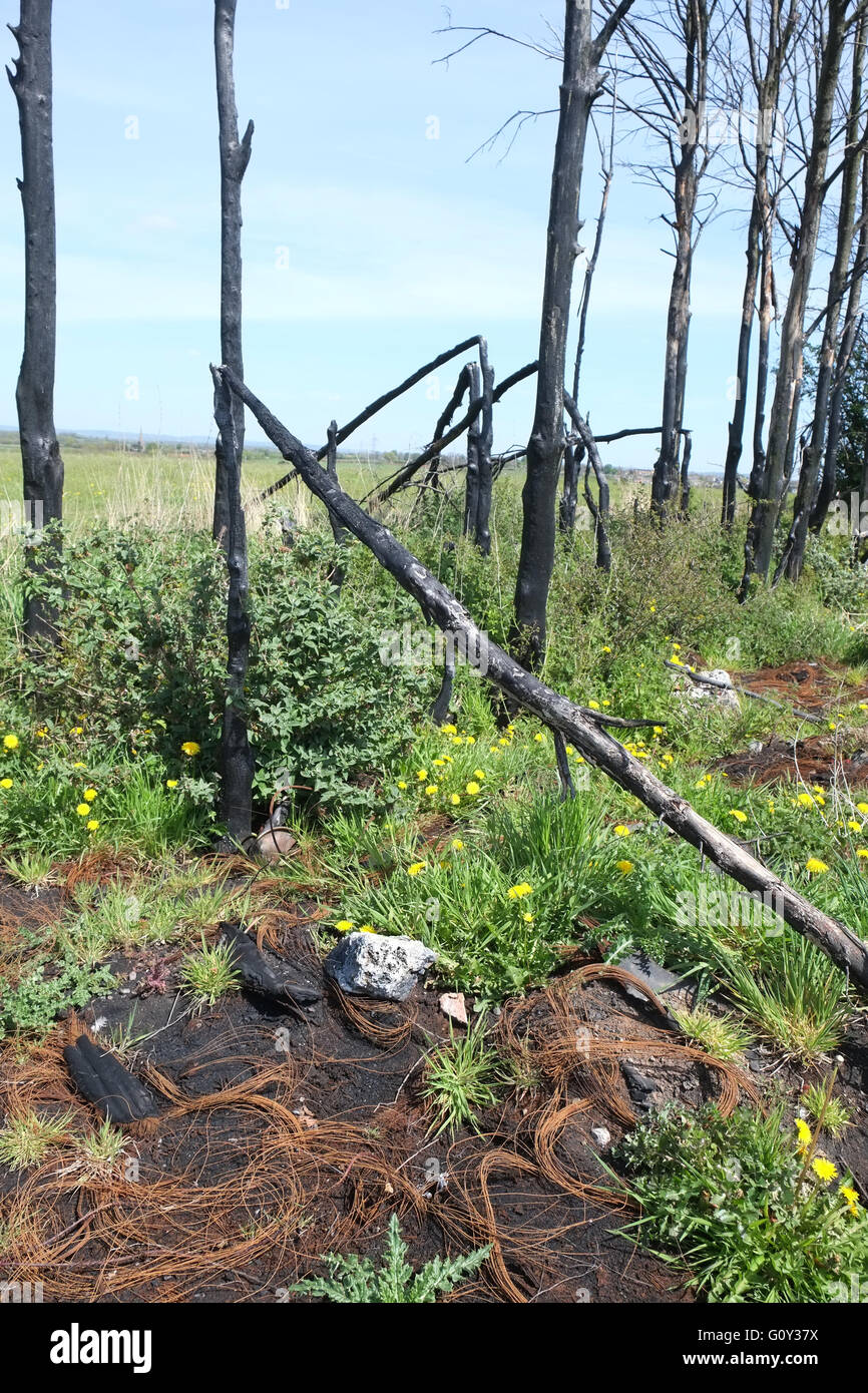 Burnt and twisted trees after a hedgerow fire, with new growth starting ...