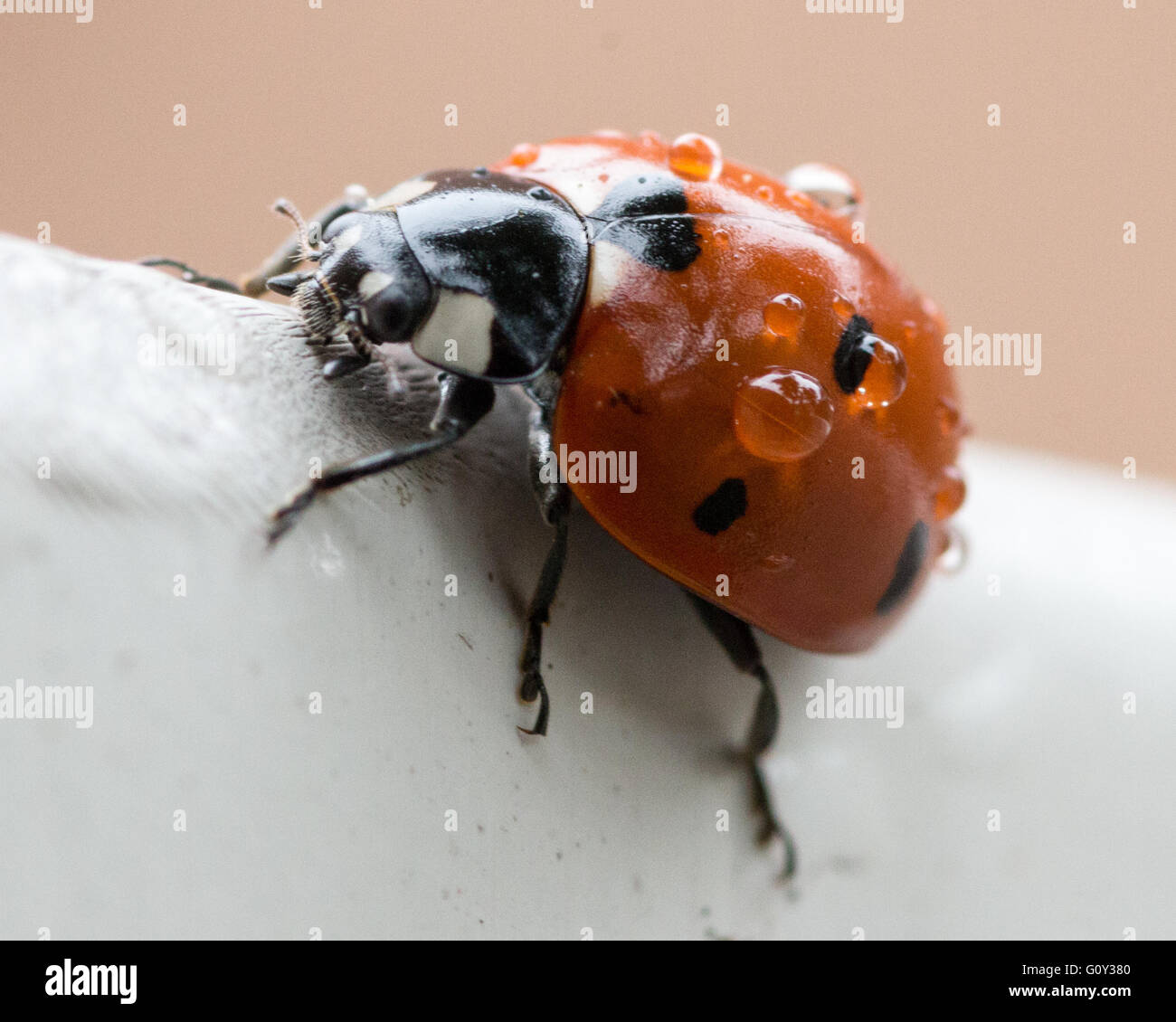 Ladybug antenna hi-res stock photography and images - Alamy