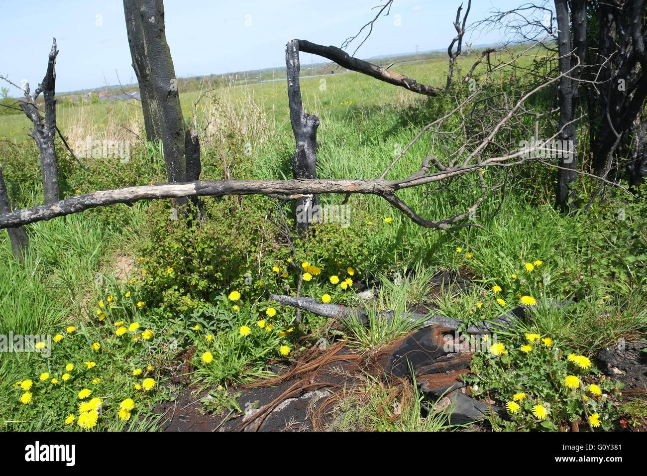 Burnt and twisted trees after a hedgerow fire, with new growth starting ...