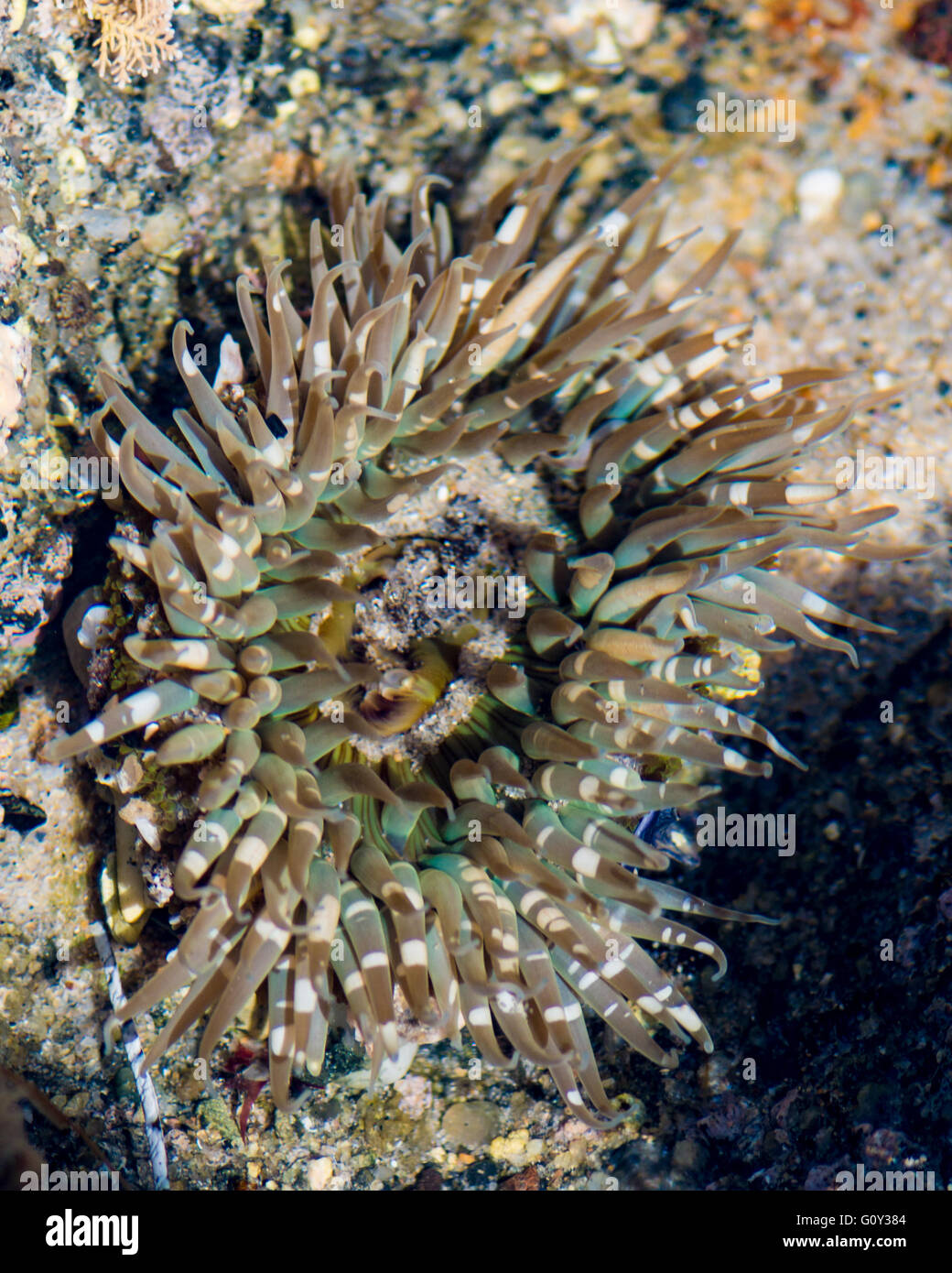 A California native Starburst Anemone, in a Laguna Beach tidepool Stock ...