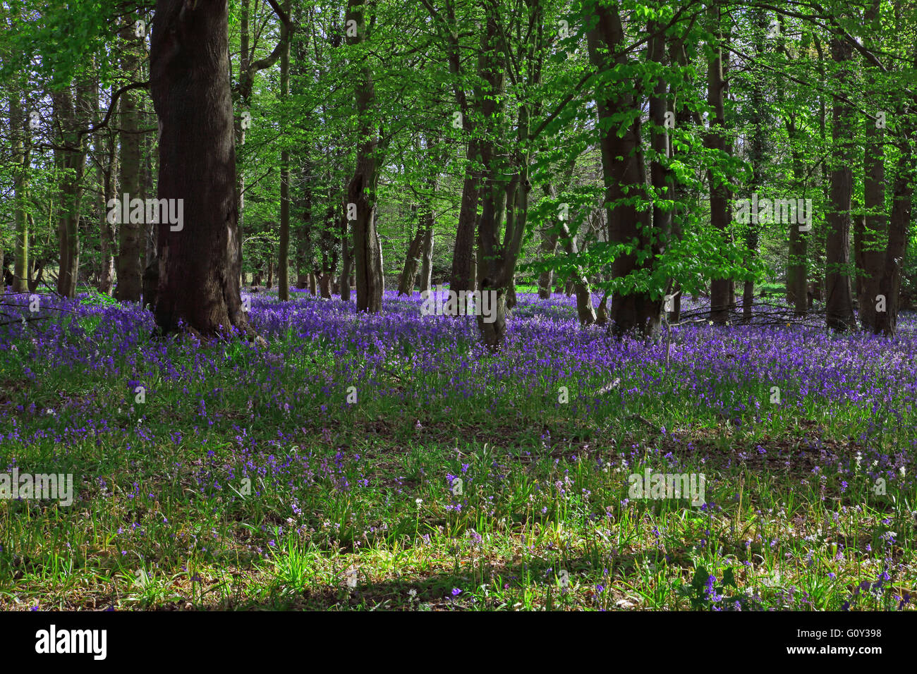 Blue bell woods with large trees and a fantastic spread of Bluebells ...