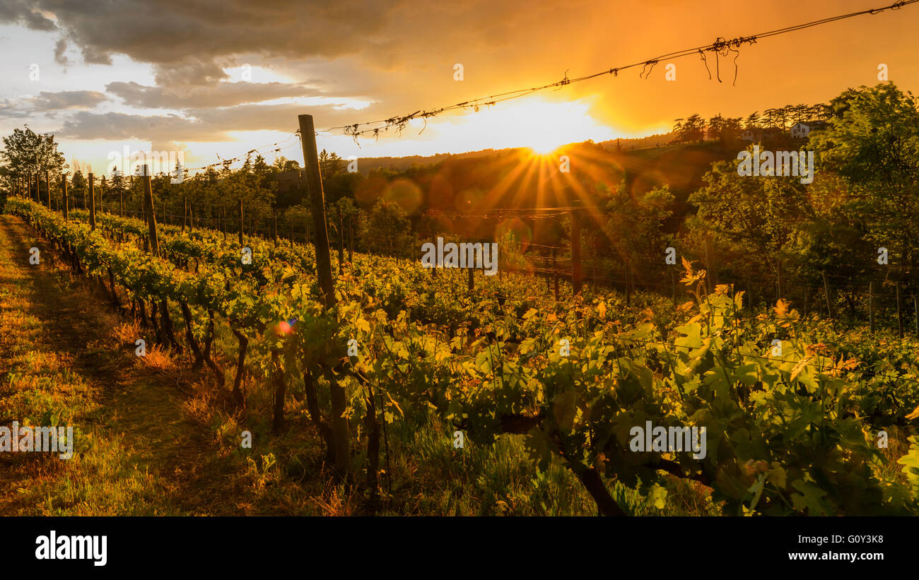 Stunning vineyard hi-res stock photography and images - Alamy