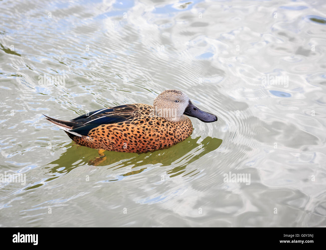 Anas platalea brown duck bird fauna hi-res stock photography and images ...