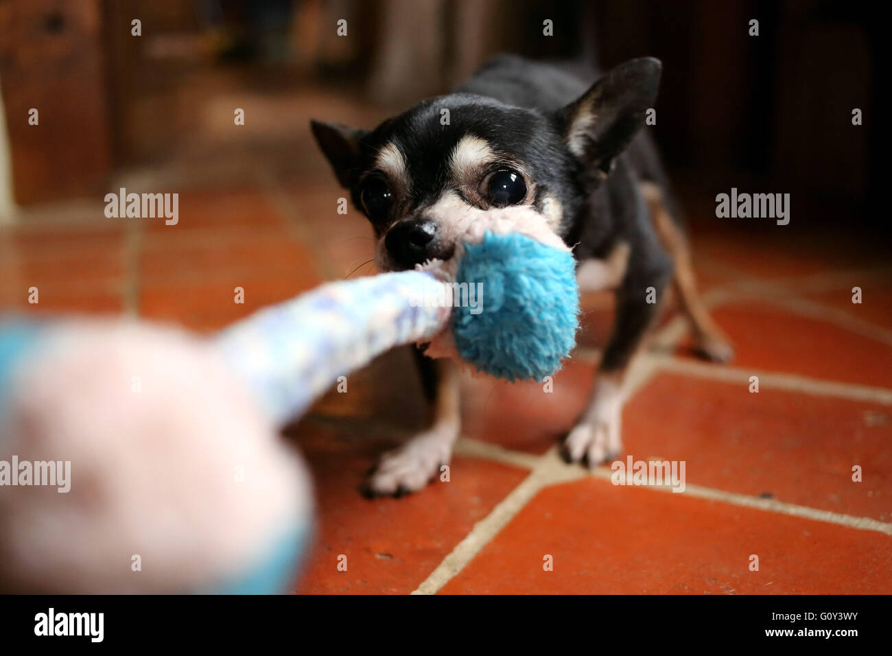 Dog tugging hi-res stock photography and images - Alamy