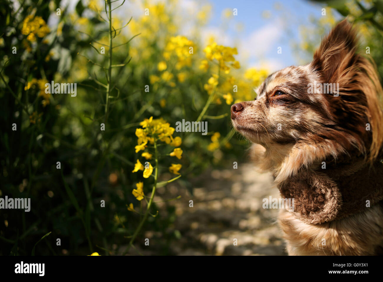 Chihuahua dog standing in canola field Stock Photo - Alamy