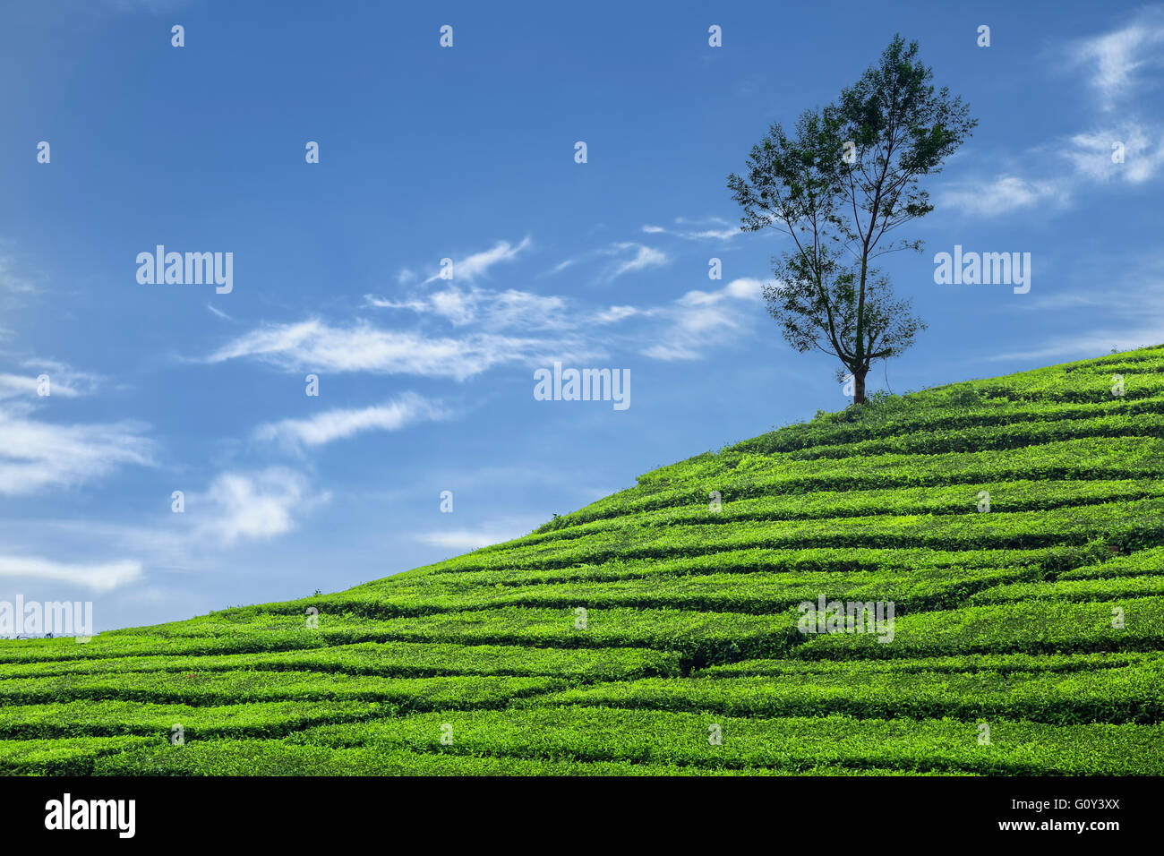 Lone tree in tea plantation, West Java, Indonesia Stock Photo - Alamy