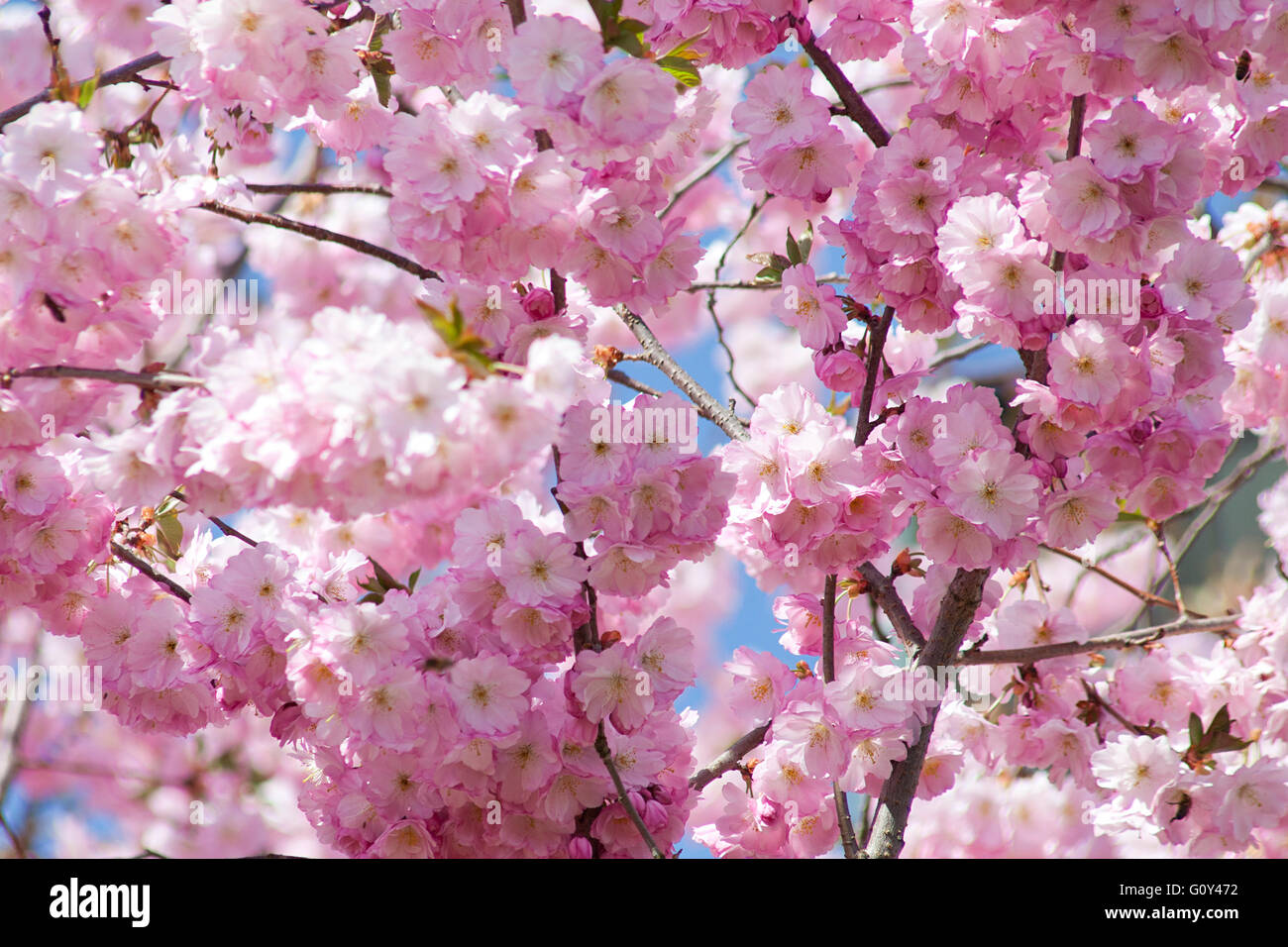 cherry blossom in springtime Stock Photo - Alamy