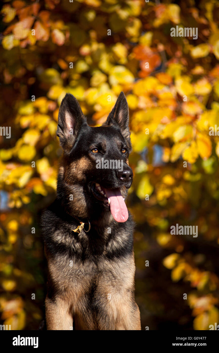 German shepherd close up hi-res stock photography and images - Alamy