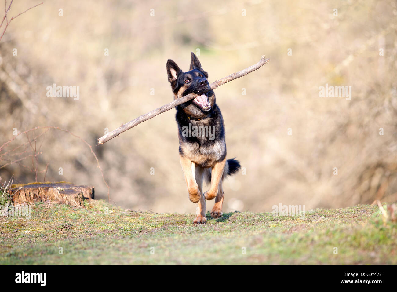 Dog play with branch and train to retrieve Stock Photo - Alamy