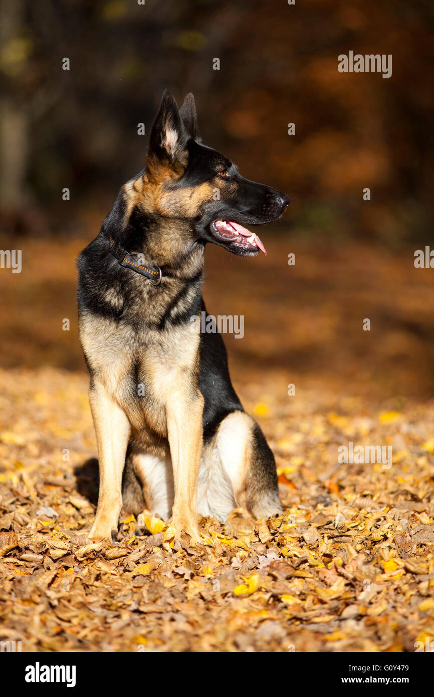 German shepard dog portrait in autumn sit in forest Stock Photo - Alamy