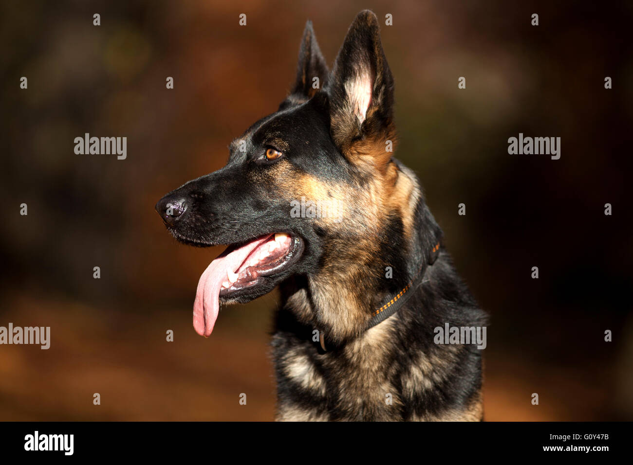 Adult female german shepherd hi-res stock photography and images - Alamy