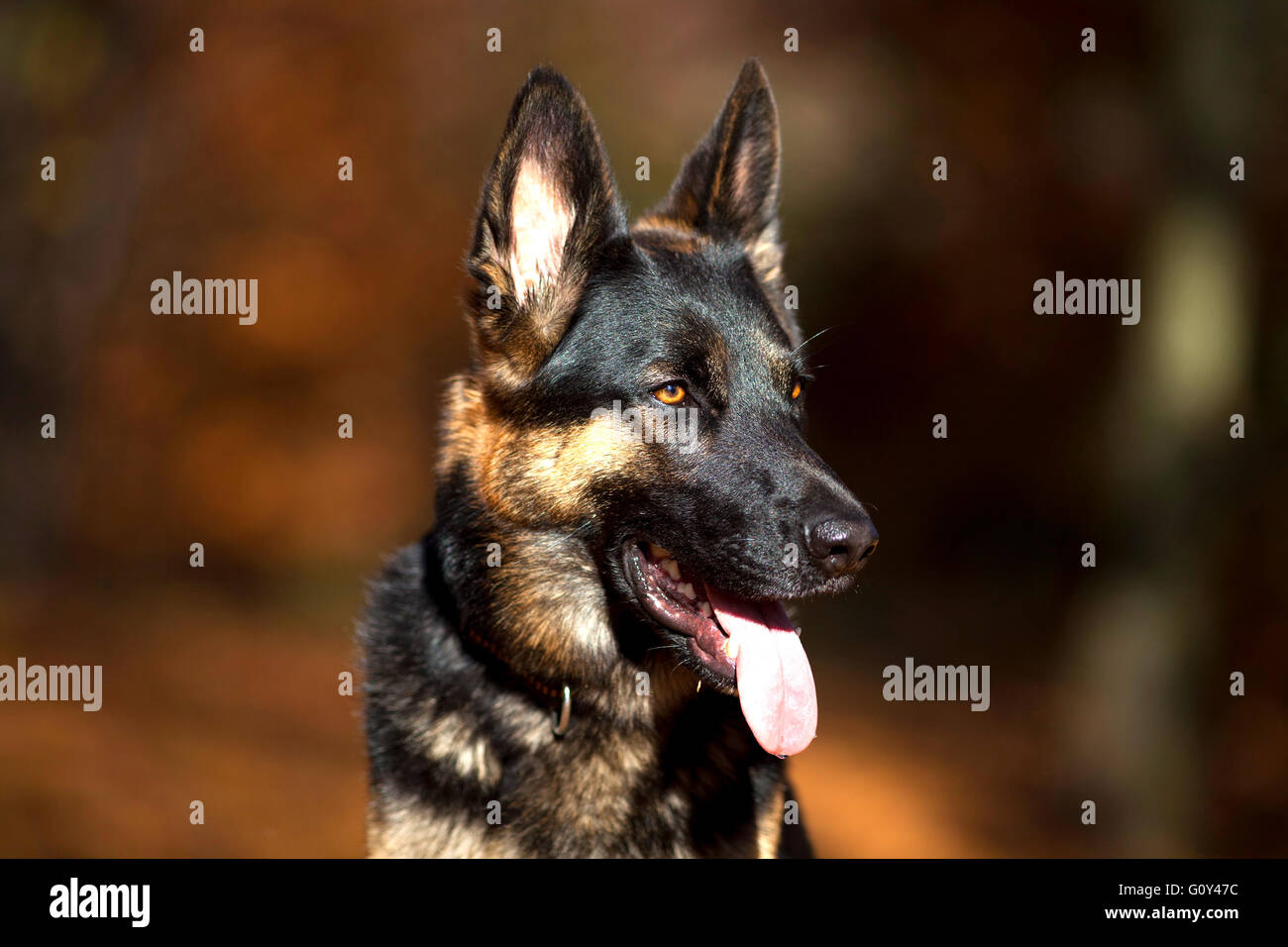 German shepard dog portrait in autumn Stock Photo - Alamy