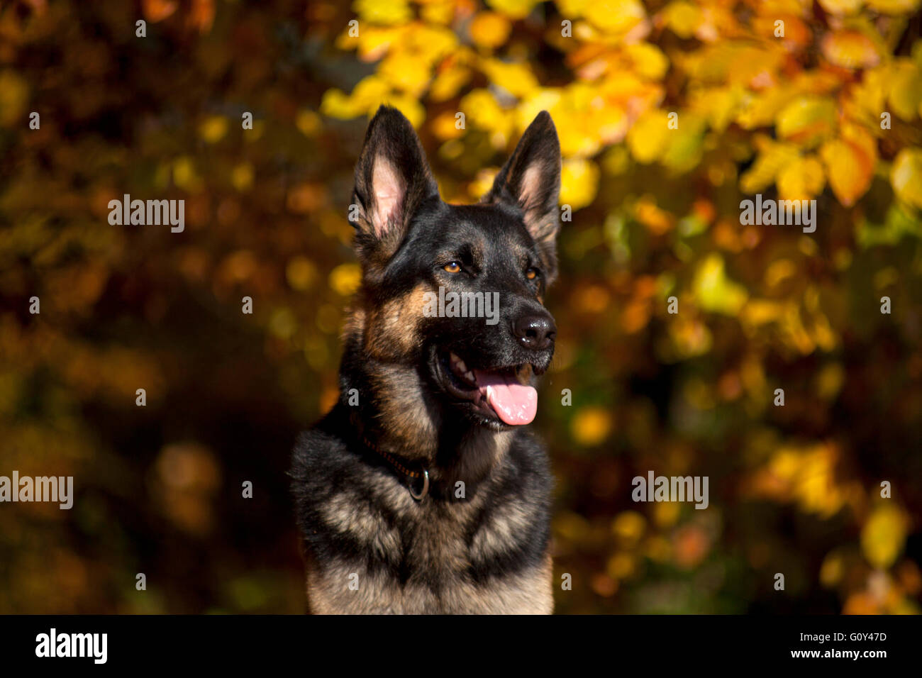 German shepard dog portrait in autumn Stock Photo - Alamy