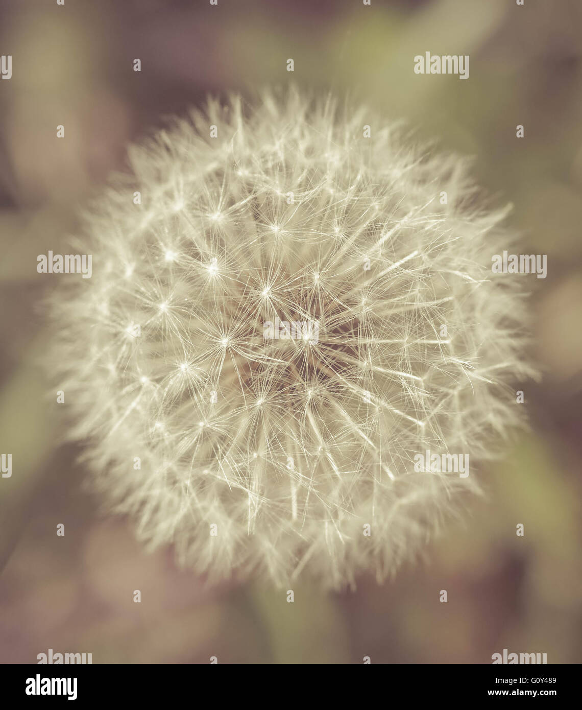 Hope, spring dandelion Stock Photo - Alamy