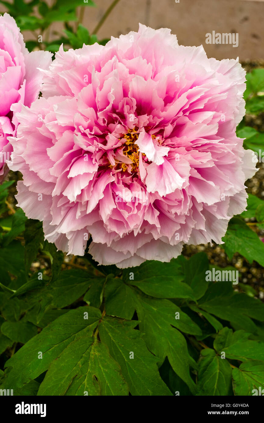 Paeonia hi-res stock photography and images - Alamy