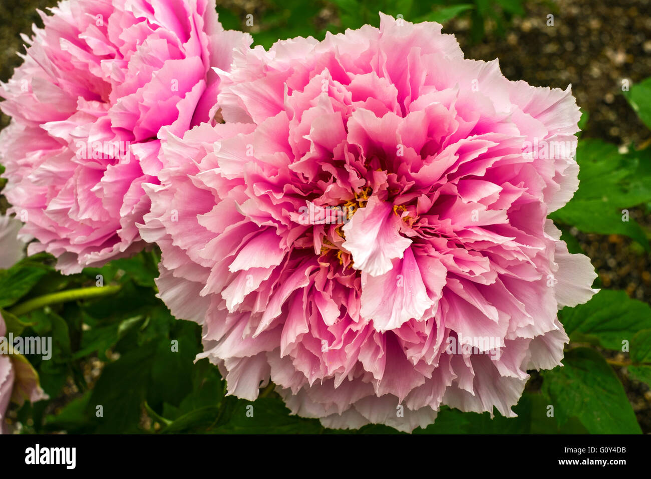 Paeonia moutan hi-res stock photography and images - Alamy