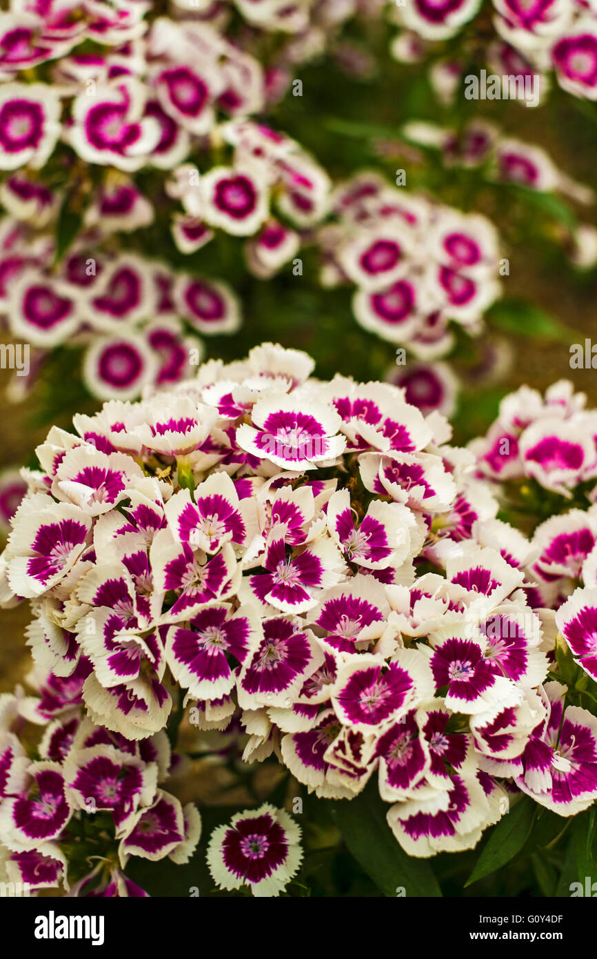 Dianthus barbatus (sweet williams Stock Photo - Alamy