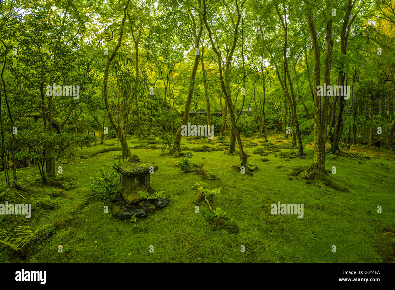 Japan forest hi-res stock photography and images - Alamy