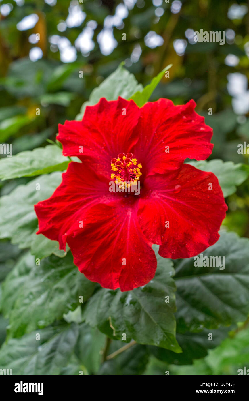 Hypogynous High Resolution Stock Photography and Images - Alamy