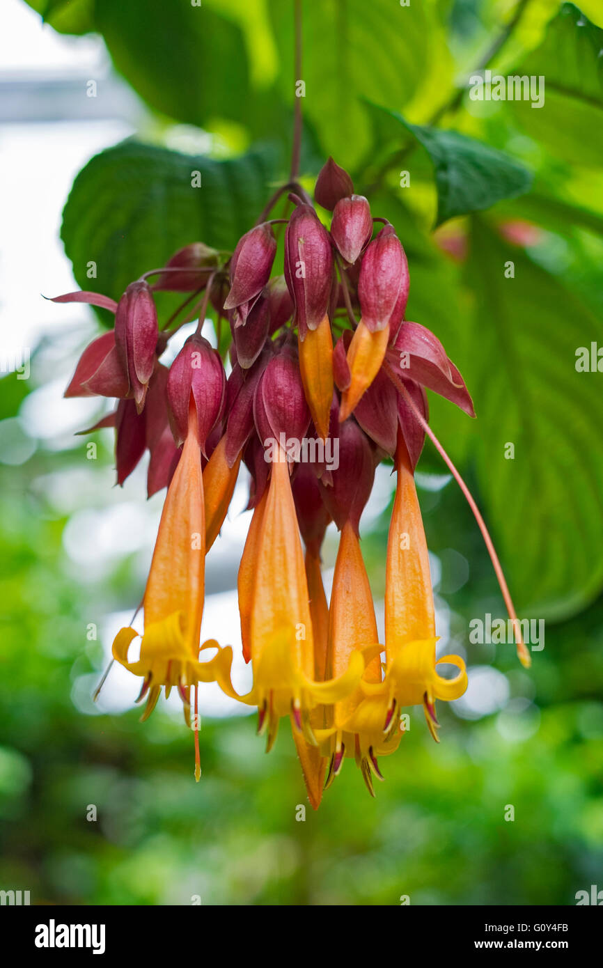 Deppea splendens hi-res stock photography and images - Alamy
