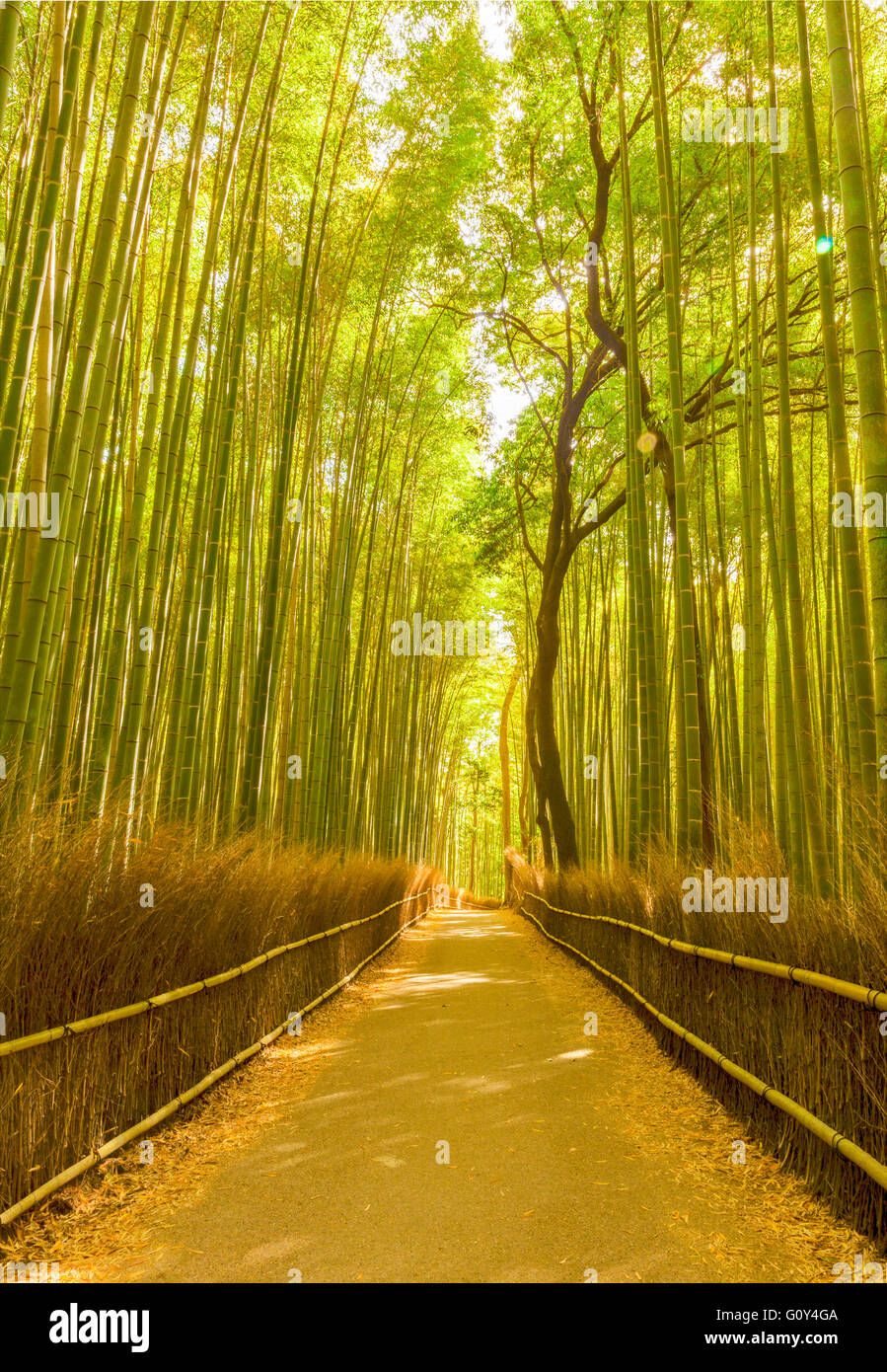 Bamboo path in kyoto, japan hi-res stock photography and images - Alamy