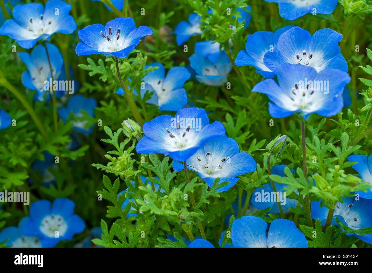 Blue baby grow hi-res stock photography and images - Alamy