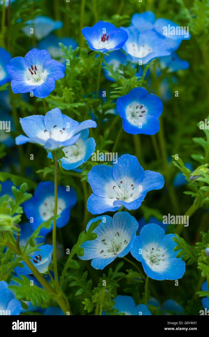 Baby blue eyes flower hi-res stock photography and images - Alamy