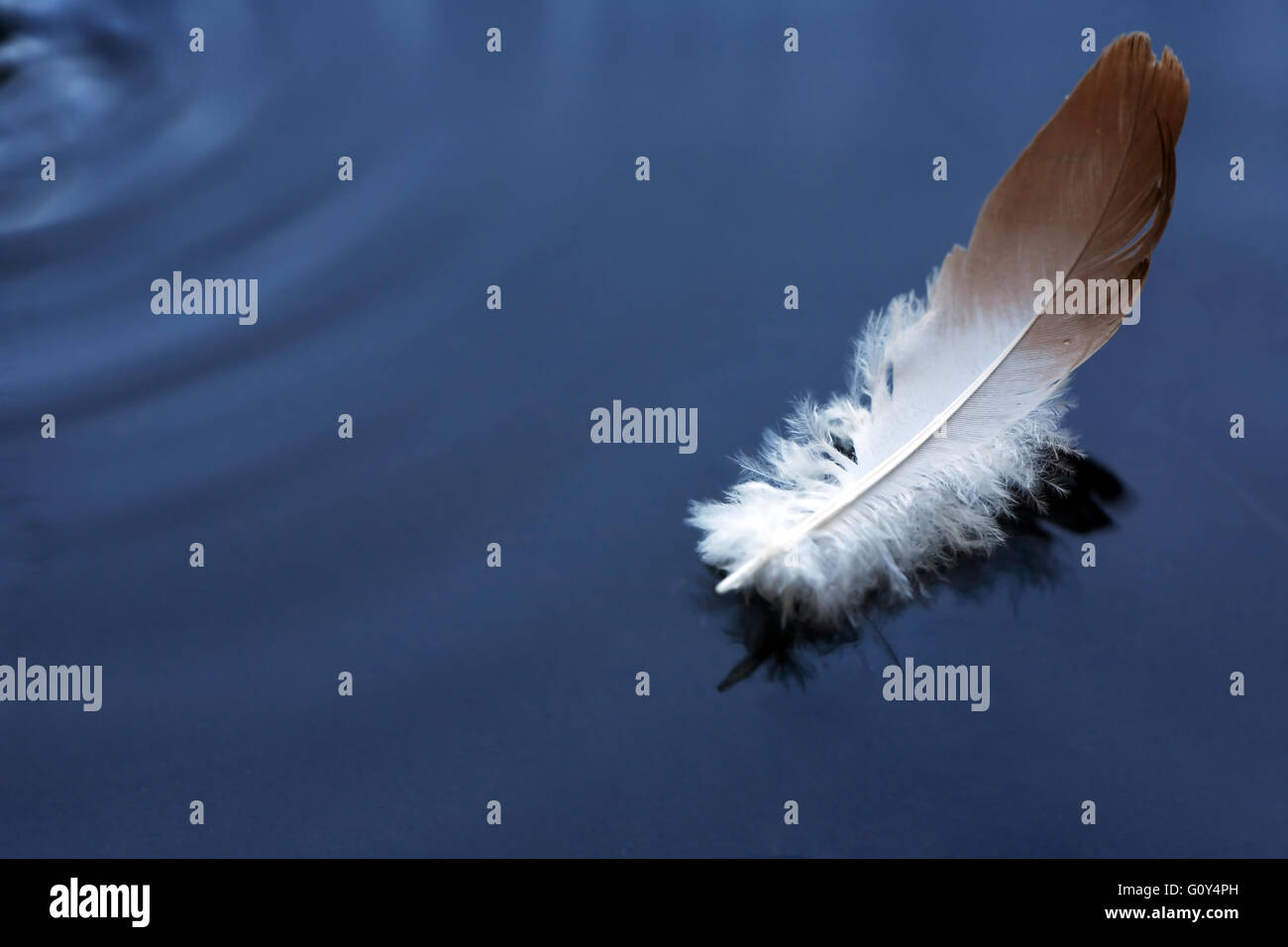 Feather on water hi-res stock photography and images - Alamy