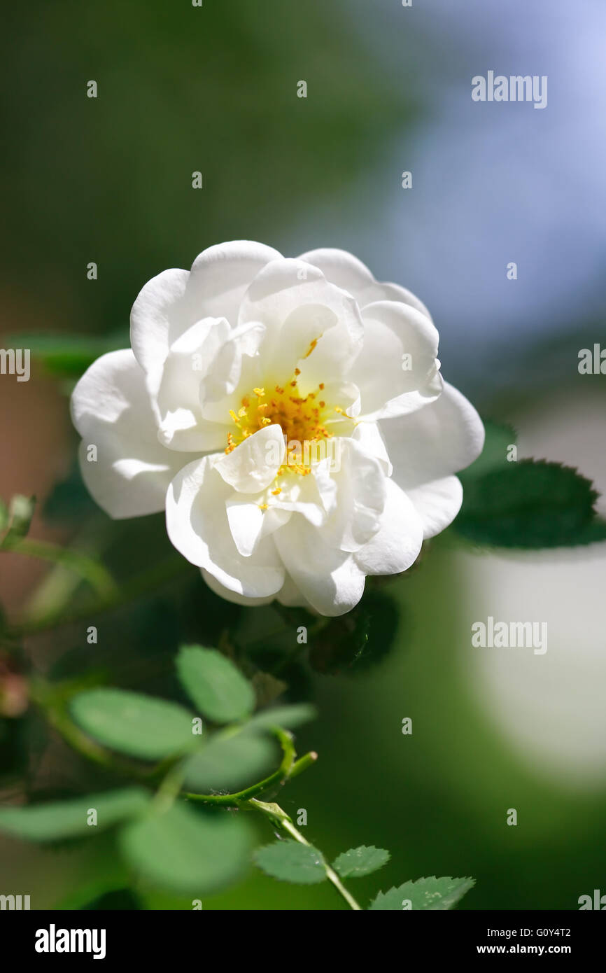 Closeup of white dog-rose flower near green leaves Stock Photo - Alamy