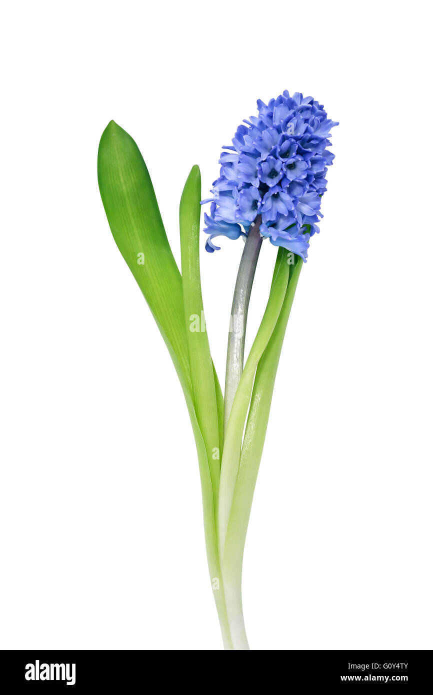 Beautiful hyacinth with long stem on white background. Isolated with ...