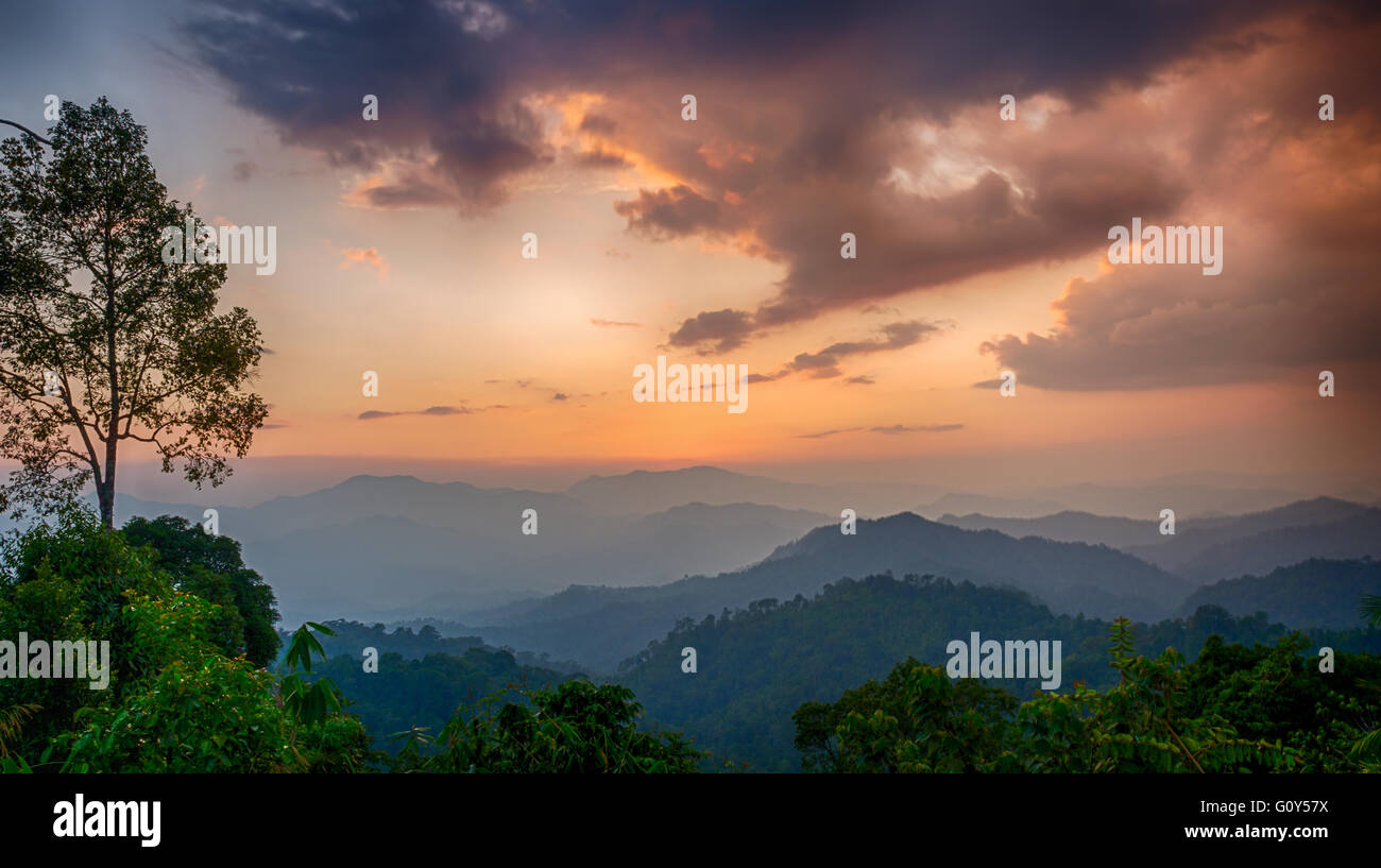 Twilight tree hi-res stock photography and images - Alamy